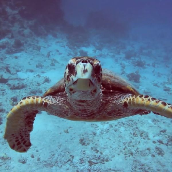 Climate 101 Oceans